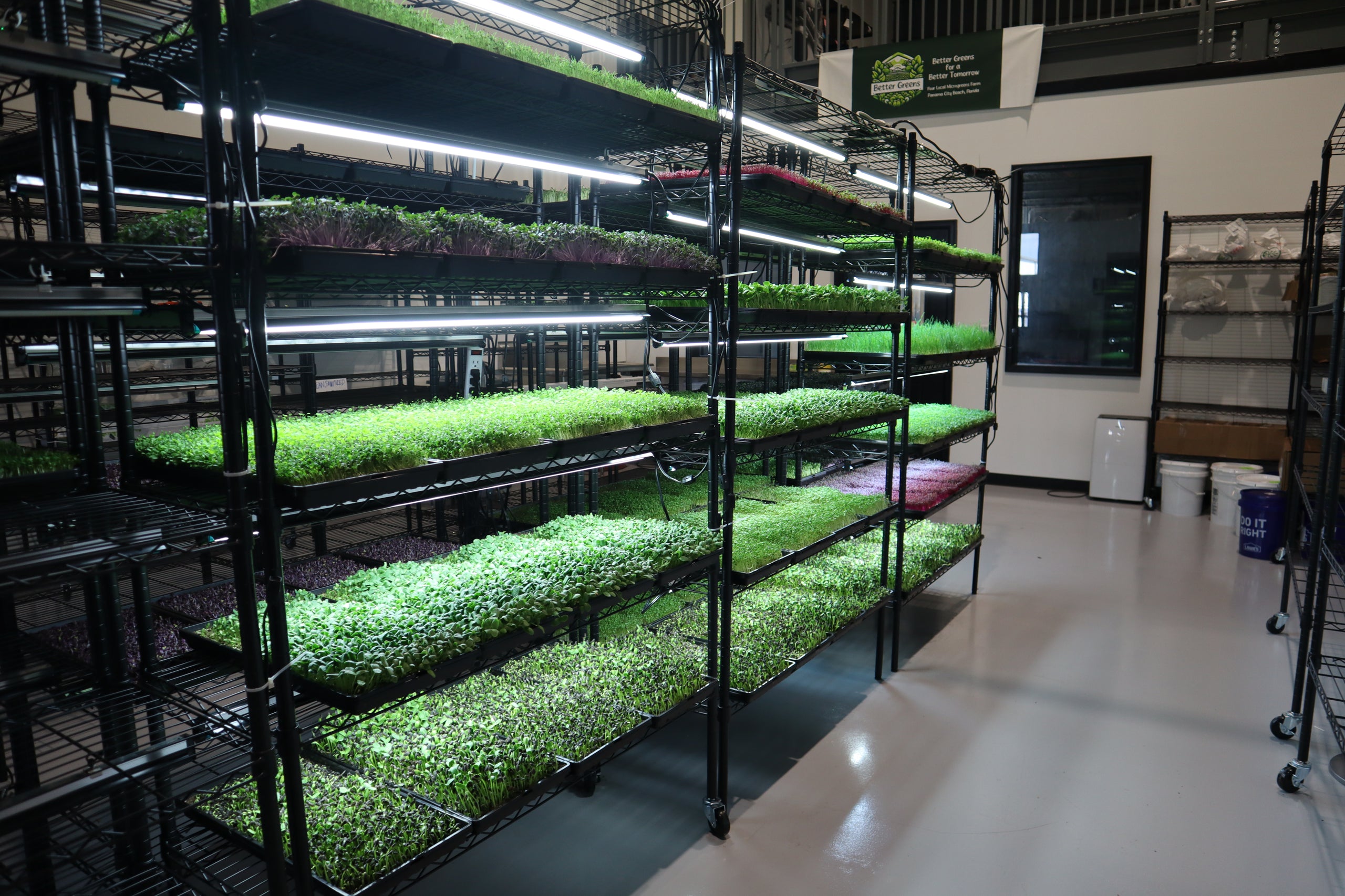 Better Greens Farms | Fresh Microgreens Delivered Weekly to Your Door